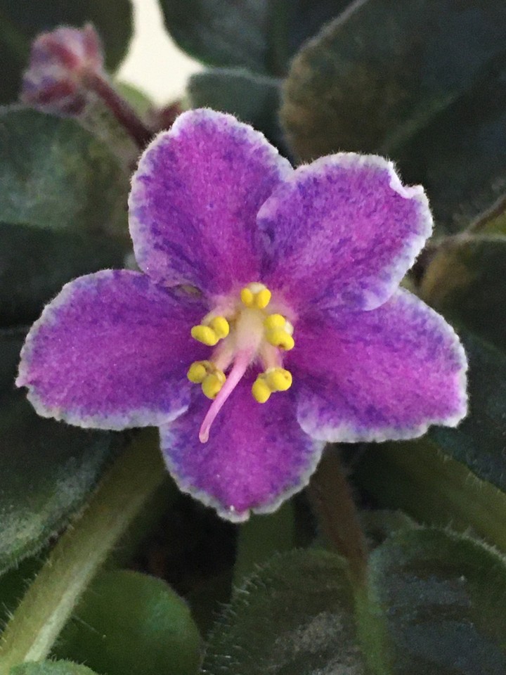 Jolly John, African Violet Plant, Crown Variegated, Fantasy, Semi-mini ...