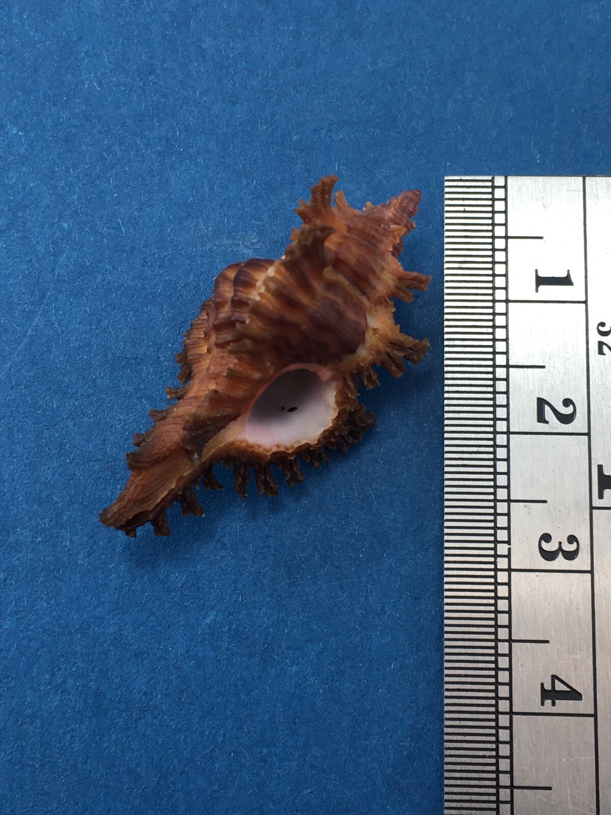 #44 32.8mm Chicoreus Strigatus Dived 20m Palawan Philippines Muricidae ...