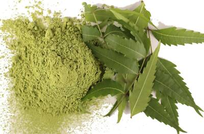 Neem Leaf Azadirachta indica Indian Lilac nimba leaf organic powder ...