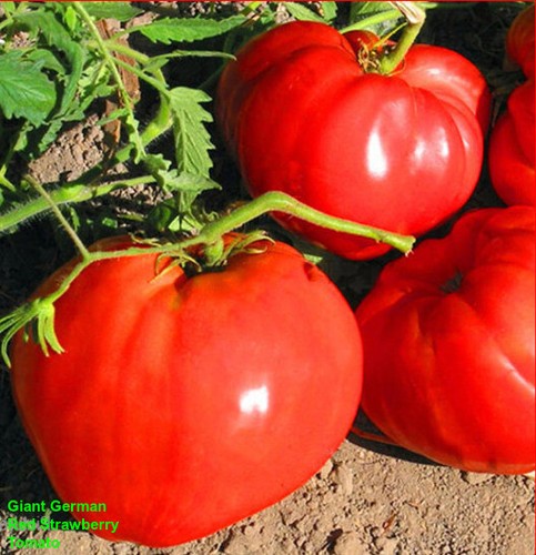 Giant German Red Strawberry Tomato Seeds COMB S/H We sell 300 kinds of ...