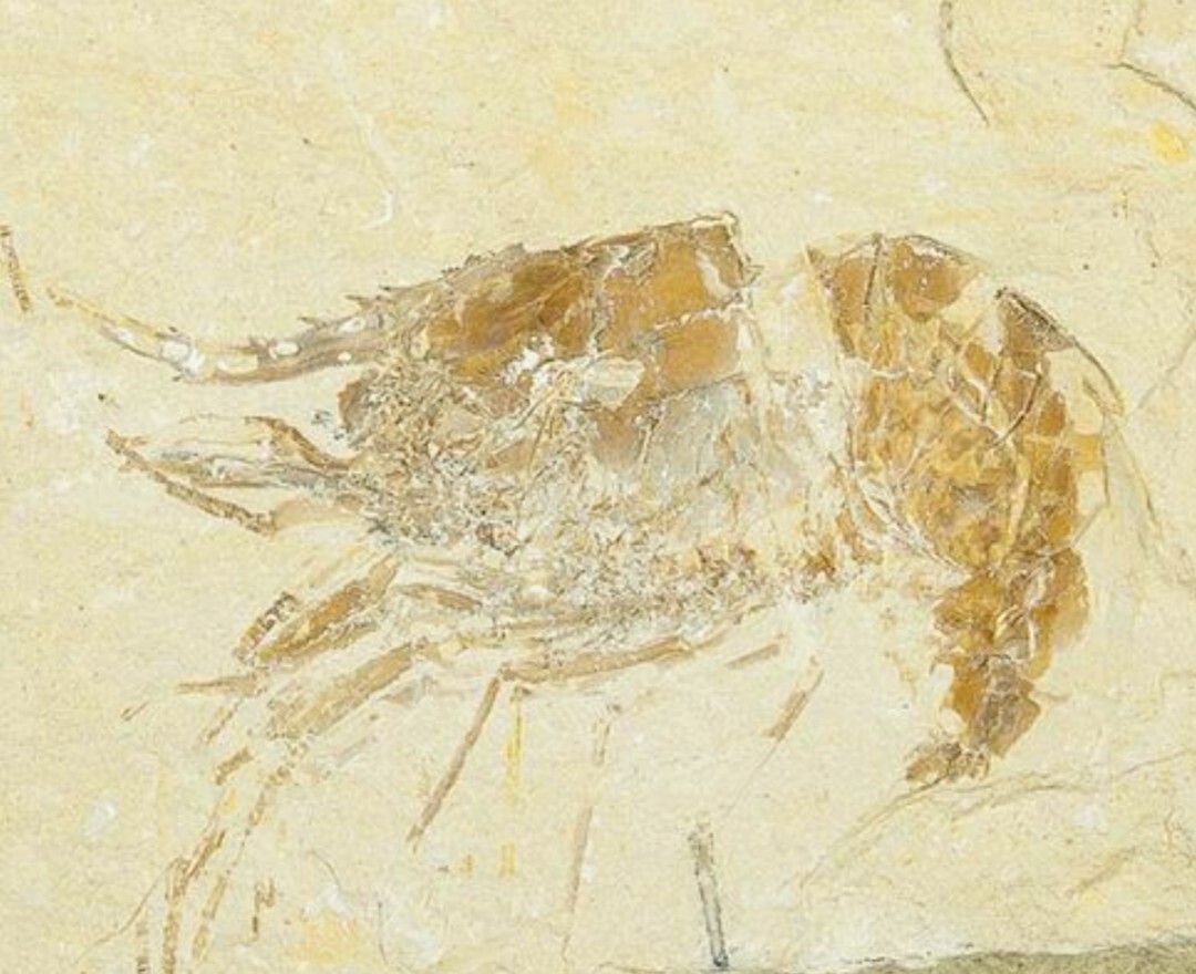 Fossil Shrimp Cretaceous Era. Genuine Fossil. Dinosaur Age | eBay