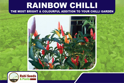 Rainbow Chilli - The Most Bright & Colourful Addition to Your Chilli ...