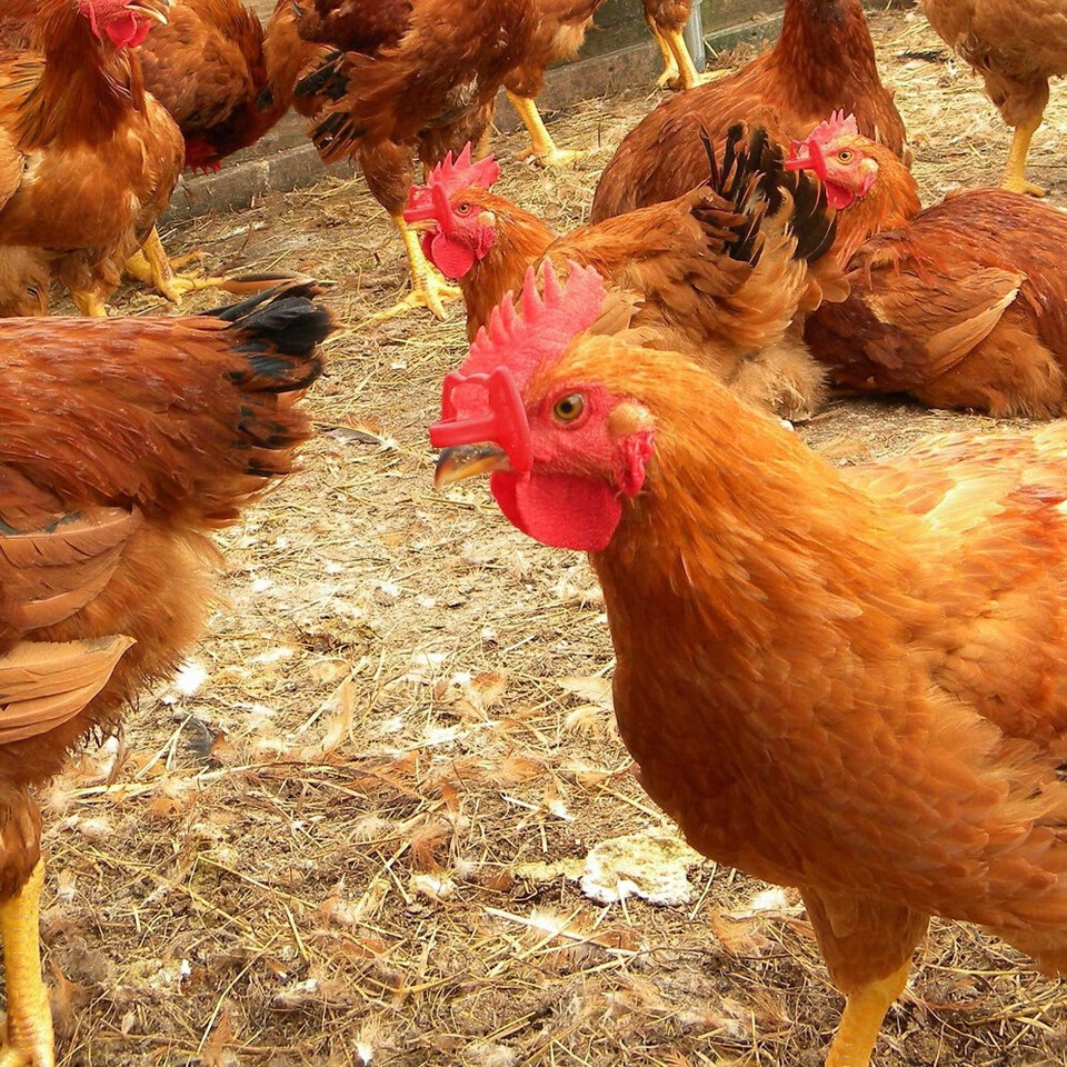 100PCS No Fighting Pinless Chicken Peepers Pheasant Poultry Blinders ...