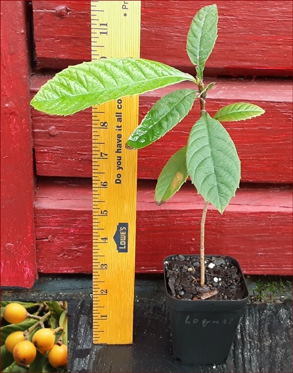 Loquat Fruit Tree Seedling 8 - 12 Inches Tall | eBay