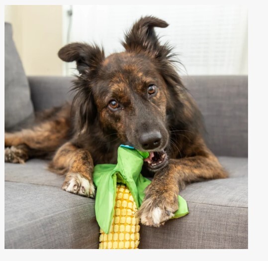 New Bark Box " Slob on the Cob " Dog Toy Corn with Husk Medium Sized ...