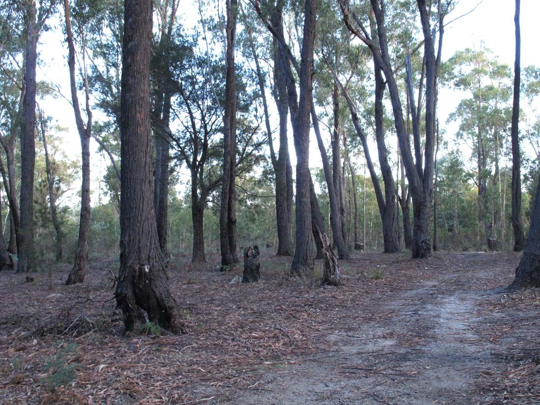 Silvertop Ash (Eucalyptus sieberi) 50 Seeds | eBay