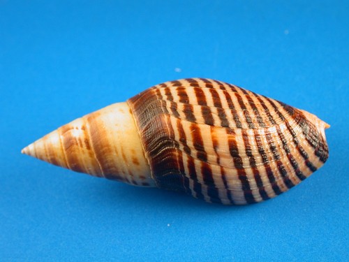 Megasurcula stearnsiana, Great Sculpture and Pattern, 55.2mm ...