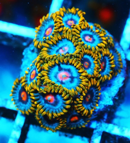 GWC Blue Magic Zoa Zoanthids Paly Zoa SPS LPS Corals, WYSIWYG | eBay