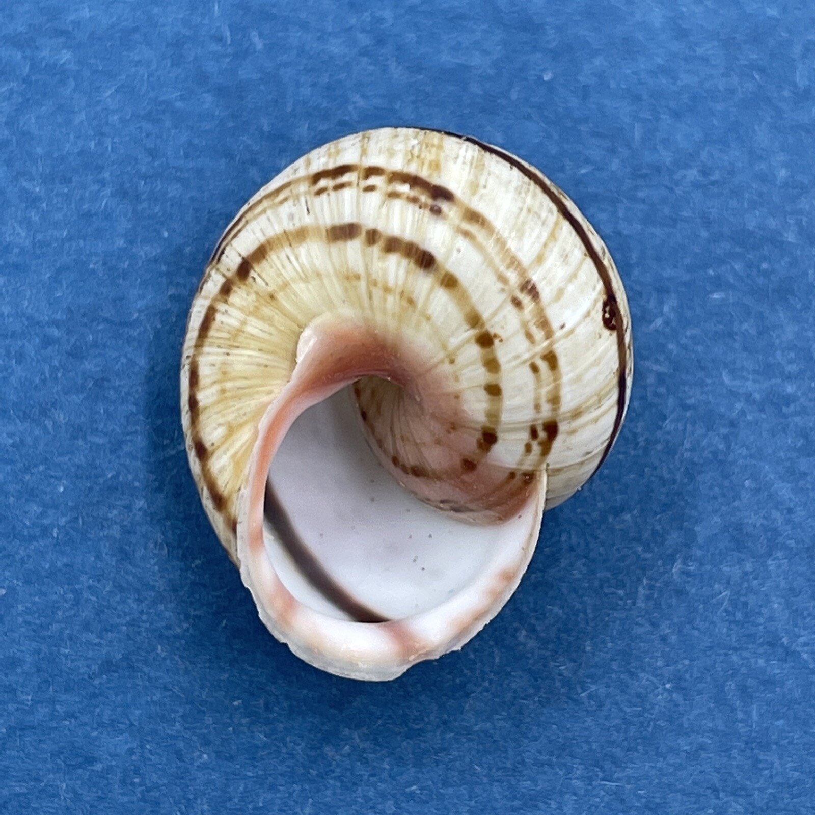 #3 Hemitrochus varians 17.3mm Bahamas Cepolidae | eBay