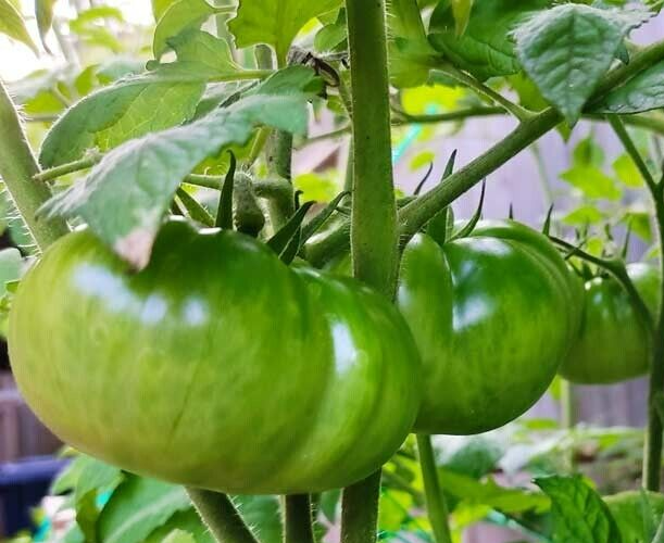 15 Aunt Ruby's German Green Tomato Seeds - Heirloom | eBay UK