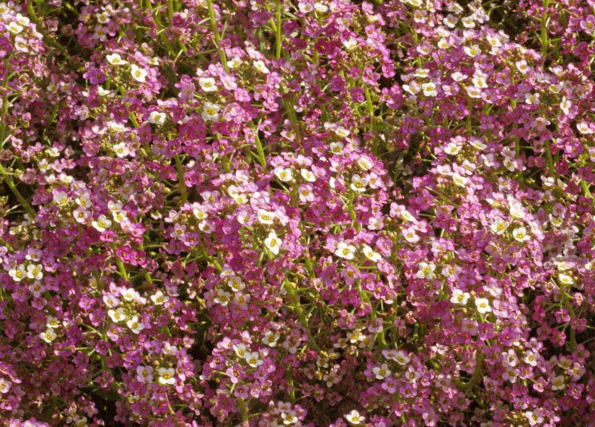 Sweet Alyssum Flower Seeds Dwarf Pink Ground Cover | eBay
