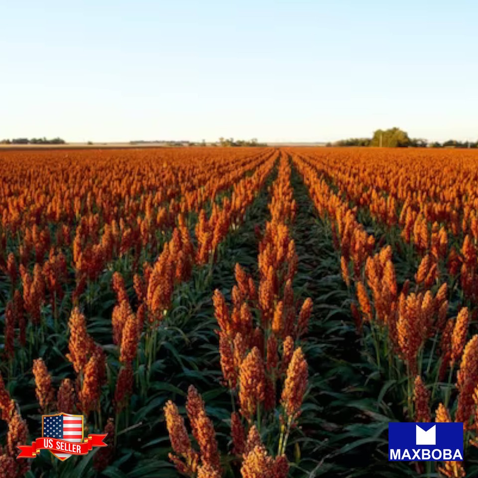 Sorghum Seeds Rox Orange Syrup Cane Non-GMO Heirloom | eBay