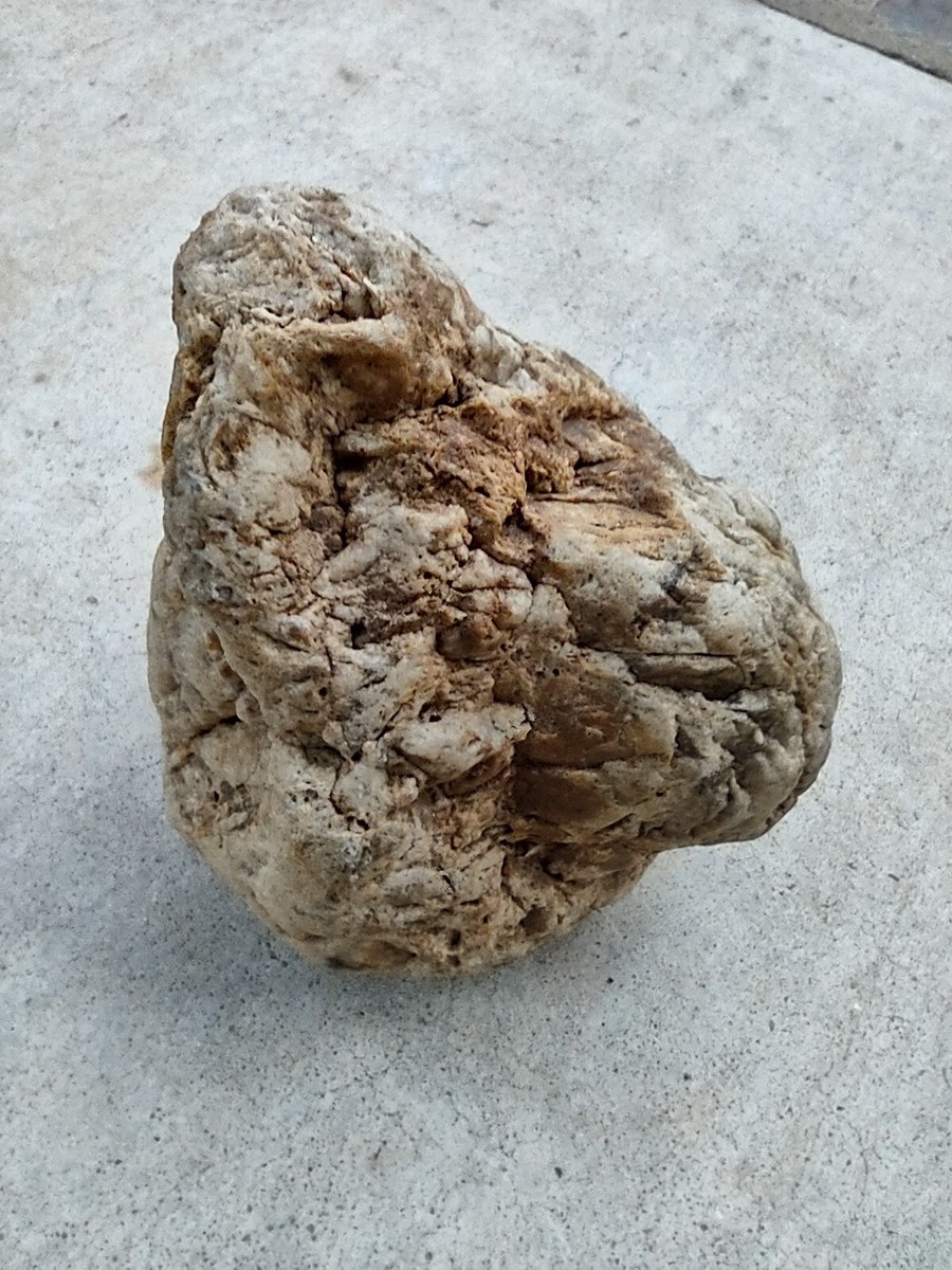 Native American Artifacts Stone Bead Native American Shell Beads And