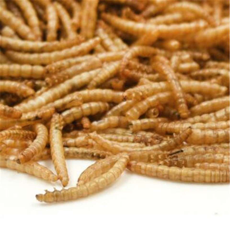 50/100g Dried Mealworms Top Quality Wild Bird Fish Food Reptile Food ...