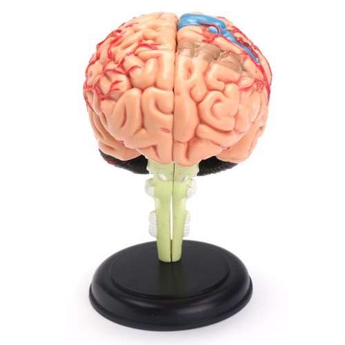 4D Human Anatomical Brain Model Anatomy Medical Teaching Tool Statues ...