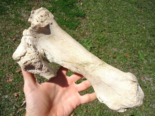 VERY RARE MEGALONYX SLOTH TIBIA LEG BONE FLORIDA FOSSILS ICE AGE ...