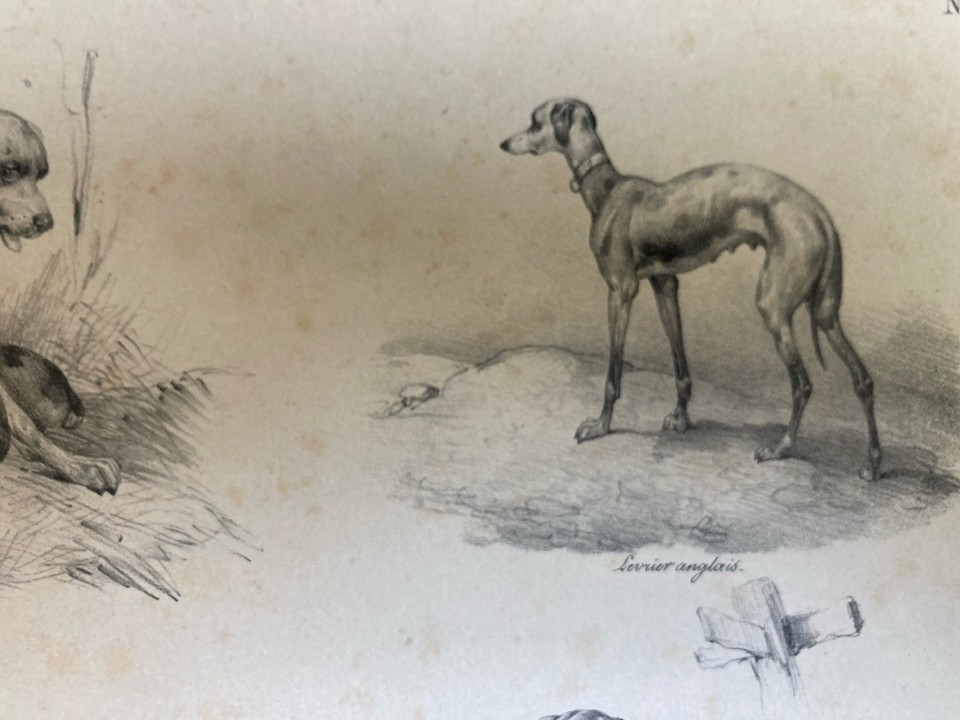 Beautiful Lithography Signed Dog Race Xixth Engraving Print Art Antique ...