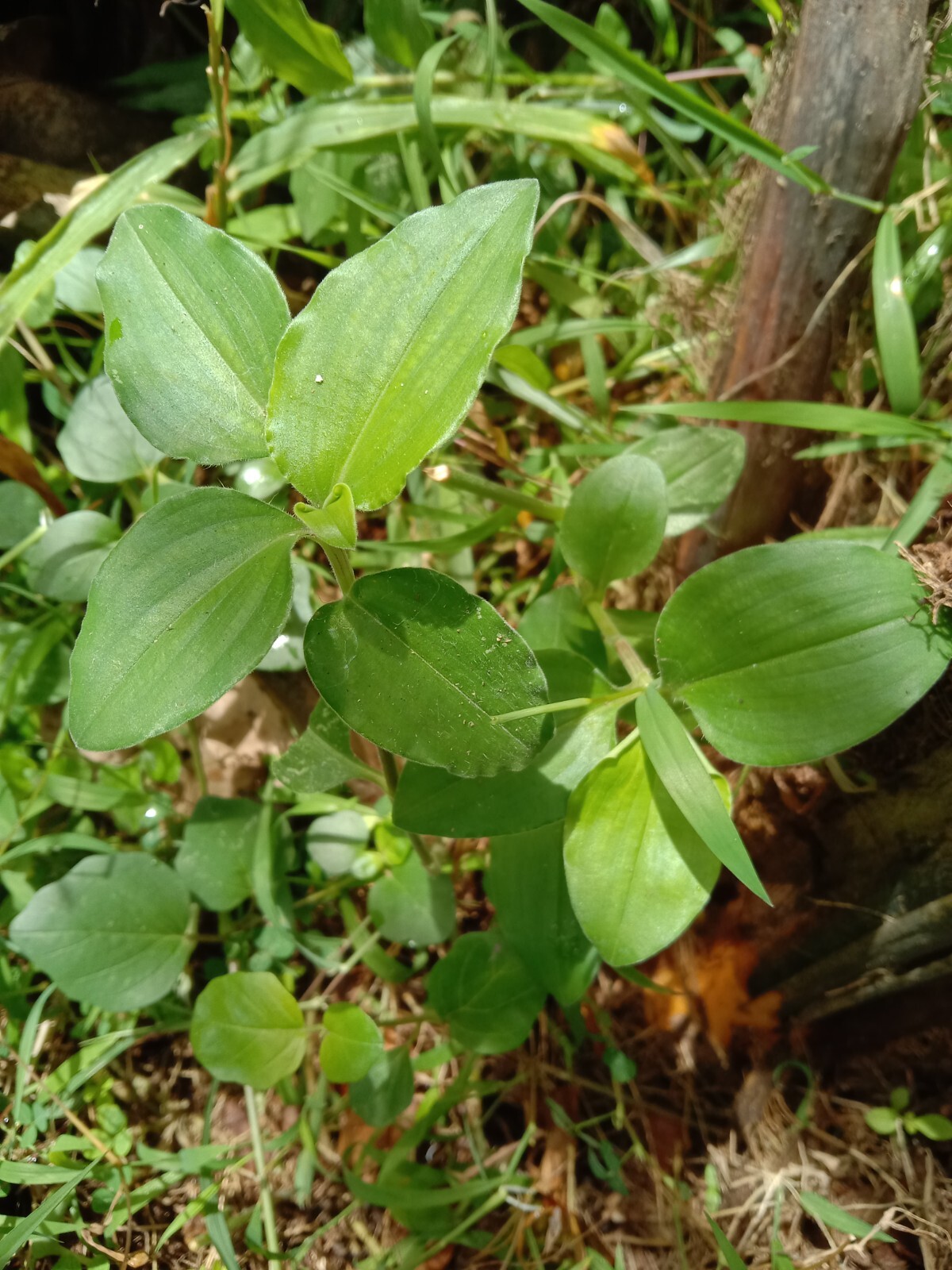 Commelina benghalensis 20 Seeds Benghal dayflower , tropical spiderwort ...