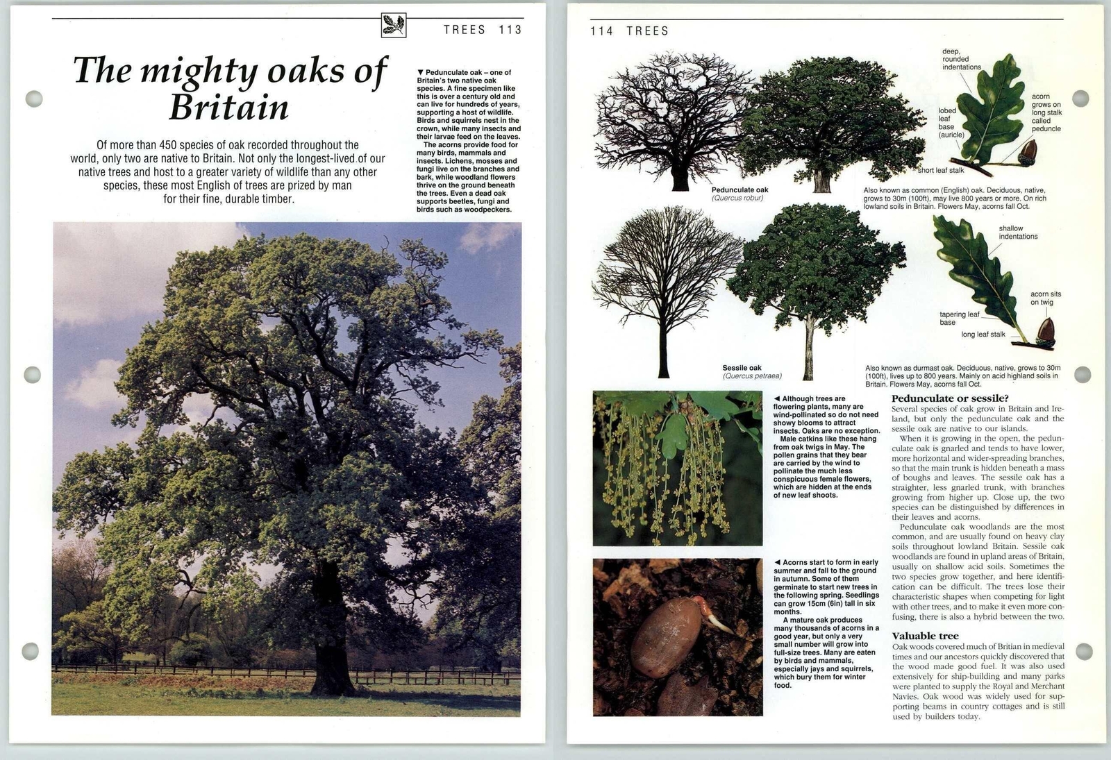 The Mighty Oaks Of Britain - Trees - The Living Countryside Page | eBay UK