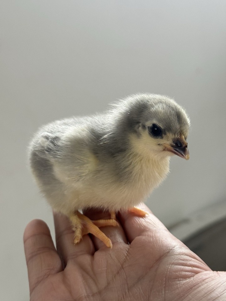 6+ Organically Raised Lavender Marans Fertile Hatching Eggs | eBay