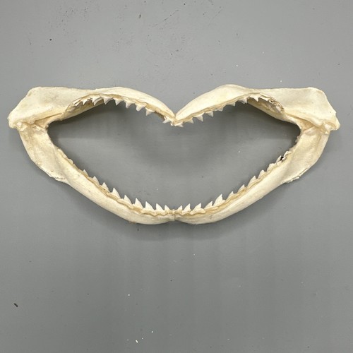 Bull Shark jaws with rows of teeth 7.5”x3” | eBay