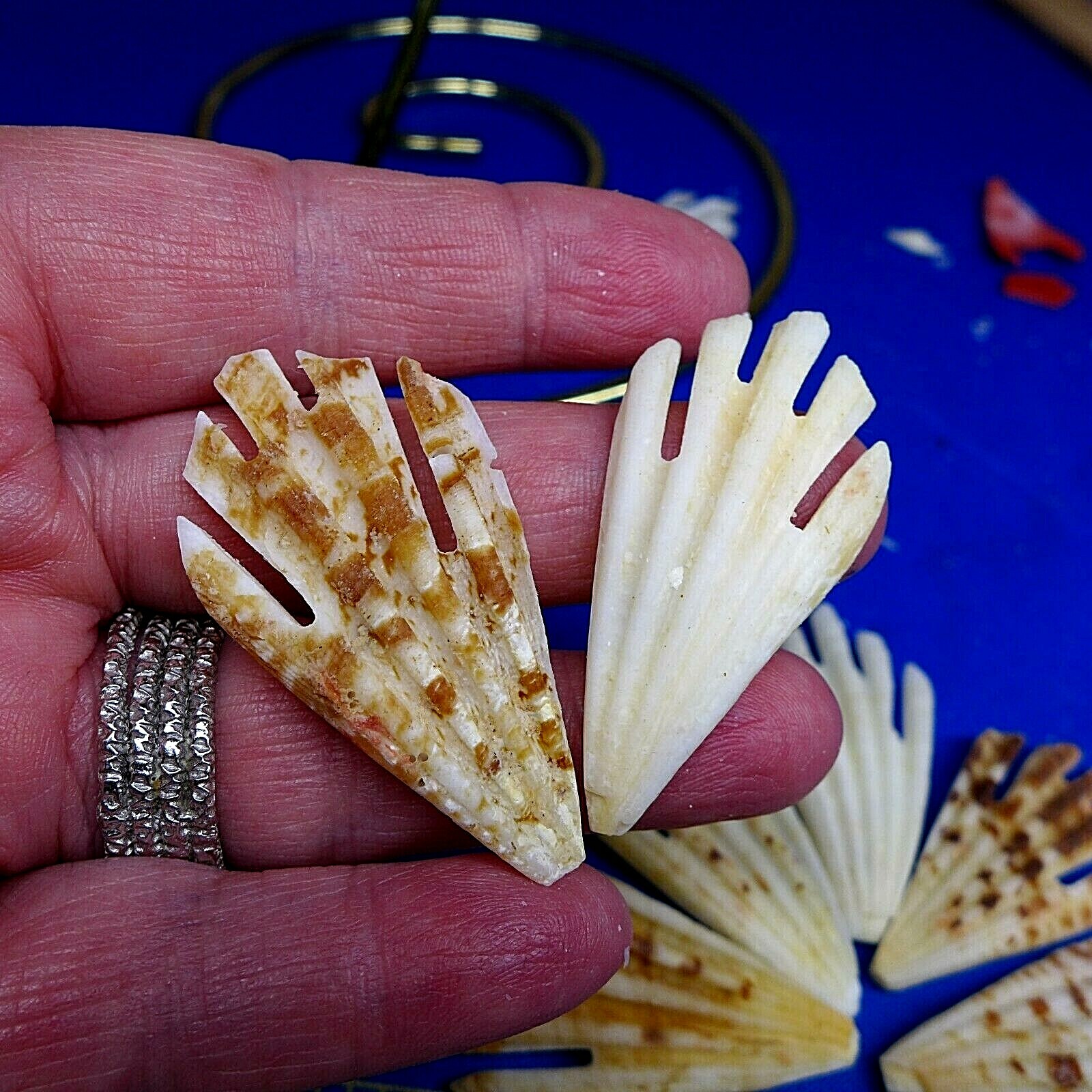 10 Cut Shells Sliced Seashells for Crafts Sailors Valentines Shellcraft ...