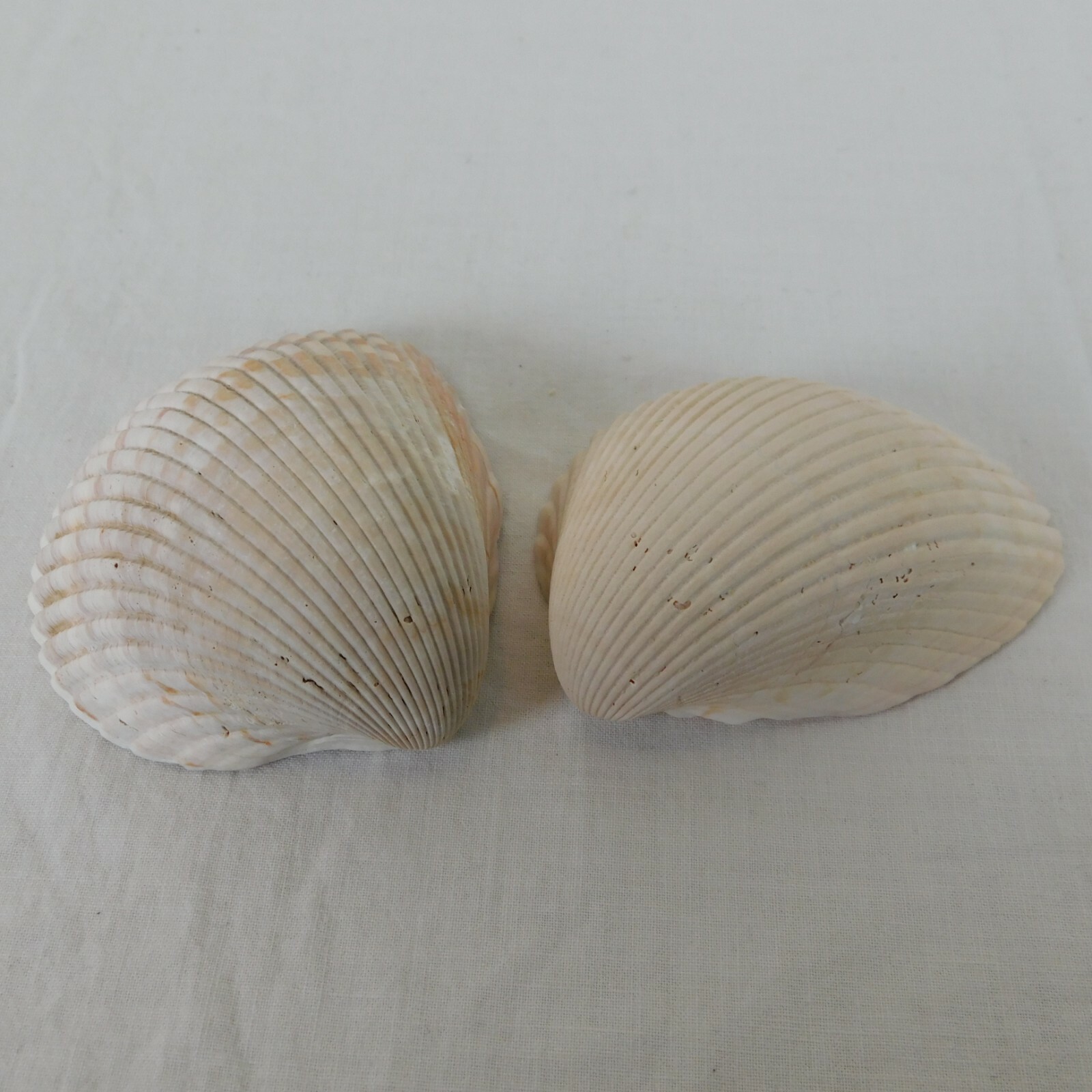 Lot of 10 Cockle Shells Ocean Beach Decor Aquarium Craft Ocean Sea ...