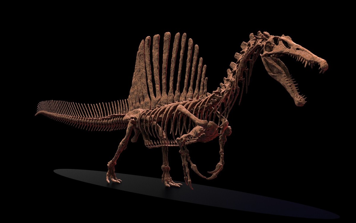 Spinosaurus Skjelettmuseum