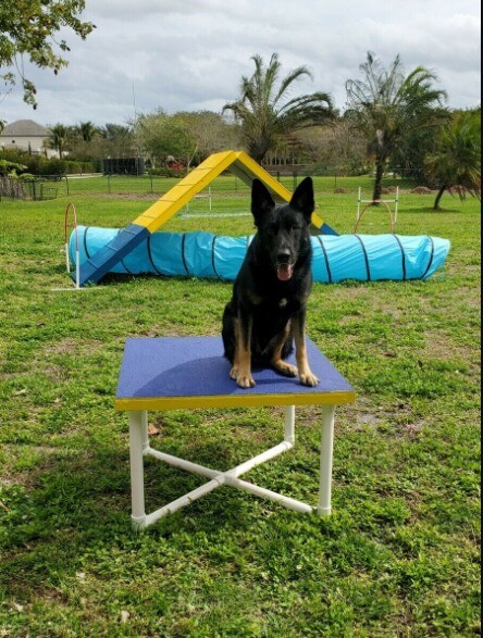 Dog Agility Equipment Pause Table (includes base & top) | eBay