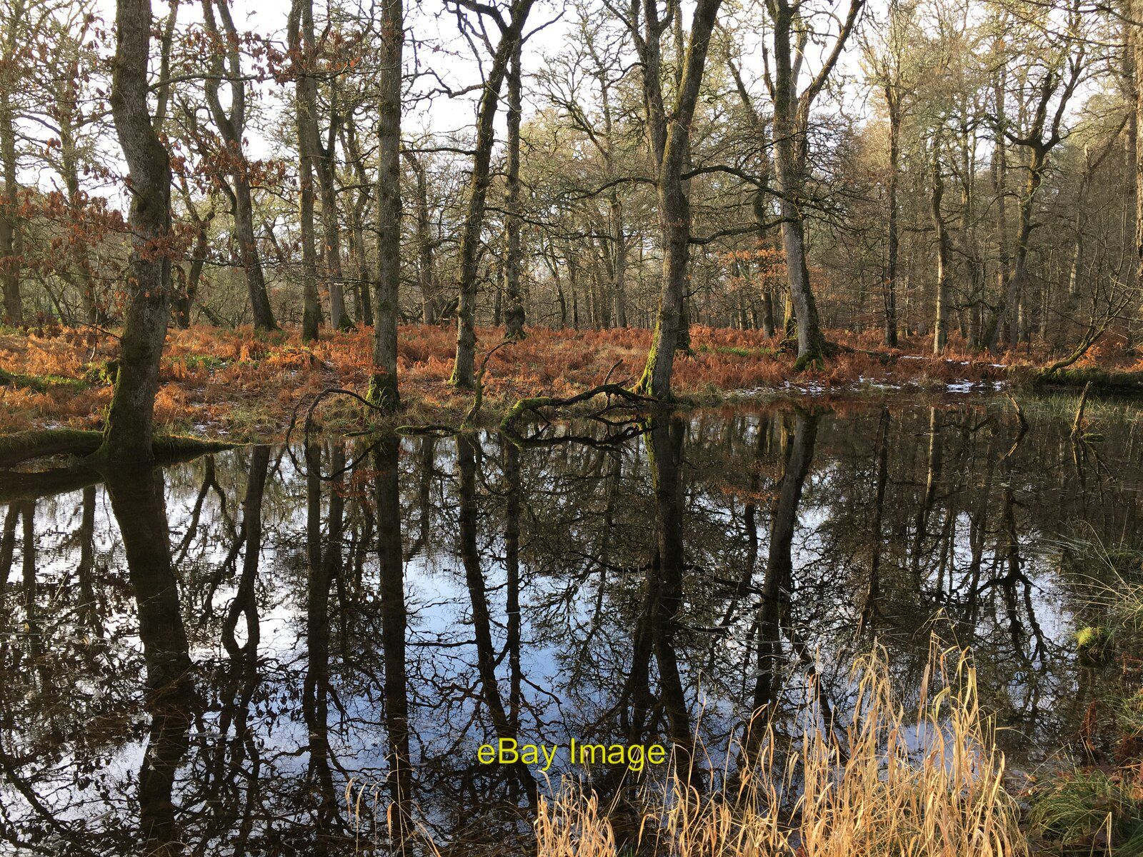 Photo 6x4 Flooded woodland near the River Beauly Erchless Castle c2022 ...