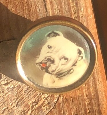 VINTAGE REVERSE PAINTED BUTTON BULLDOG BULL DOG | eBay