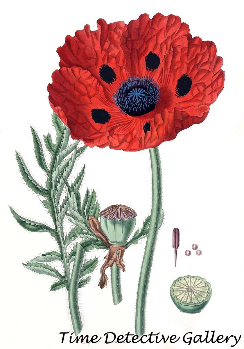 Botanical Illustration Poppy