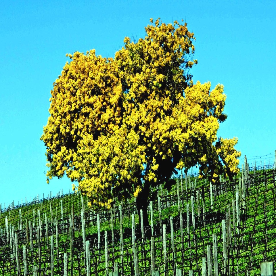 10 FORMOSAN KOA TREE SEEDS (Acacia confusa) Fast Growing Flowering ...