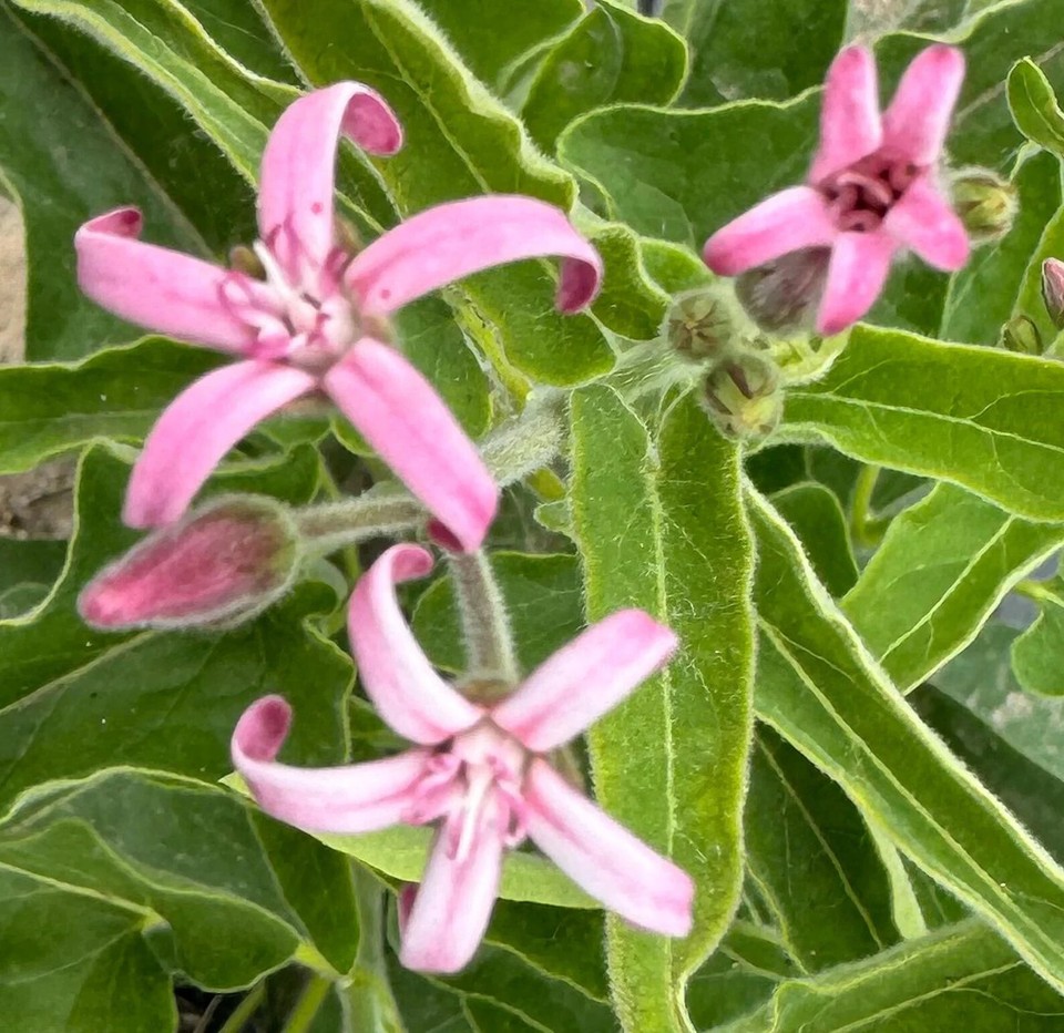 Pink Tweedia Butterfly Weed Milkweed Oxypetalum solanoides 15 Seeds | eBay