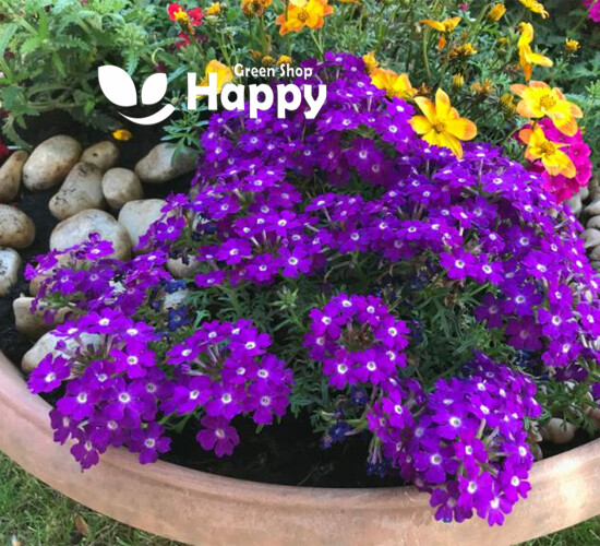 VERBENA FLORIST MIX - 200 SEEDS - Verbena hybrida - HANGING BASKETS ...