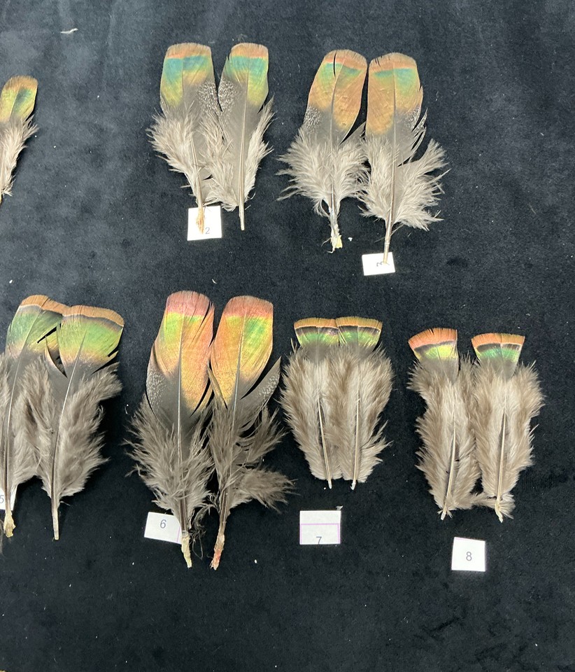 Ocellated Turkey lower back and rump feathers | eBay