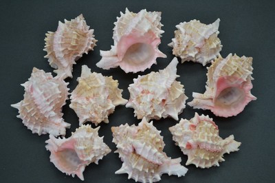 40 PCS PINK MUREX HERMIT CRAB SEA SHELL BEACH DECOR 3" - 4" #7010 | eBay