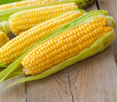 🌽 Premium Kandy Korn Seeds 🍬Sweetest corn in the world!🌽Fresh Seeds! | eBay