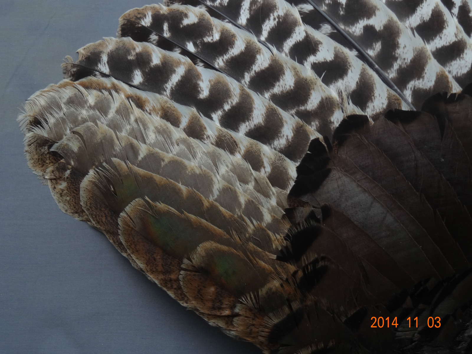 1 wild turkey #1 complete wing, left | eBay