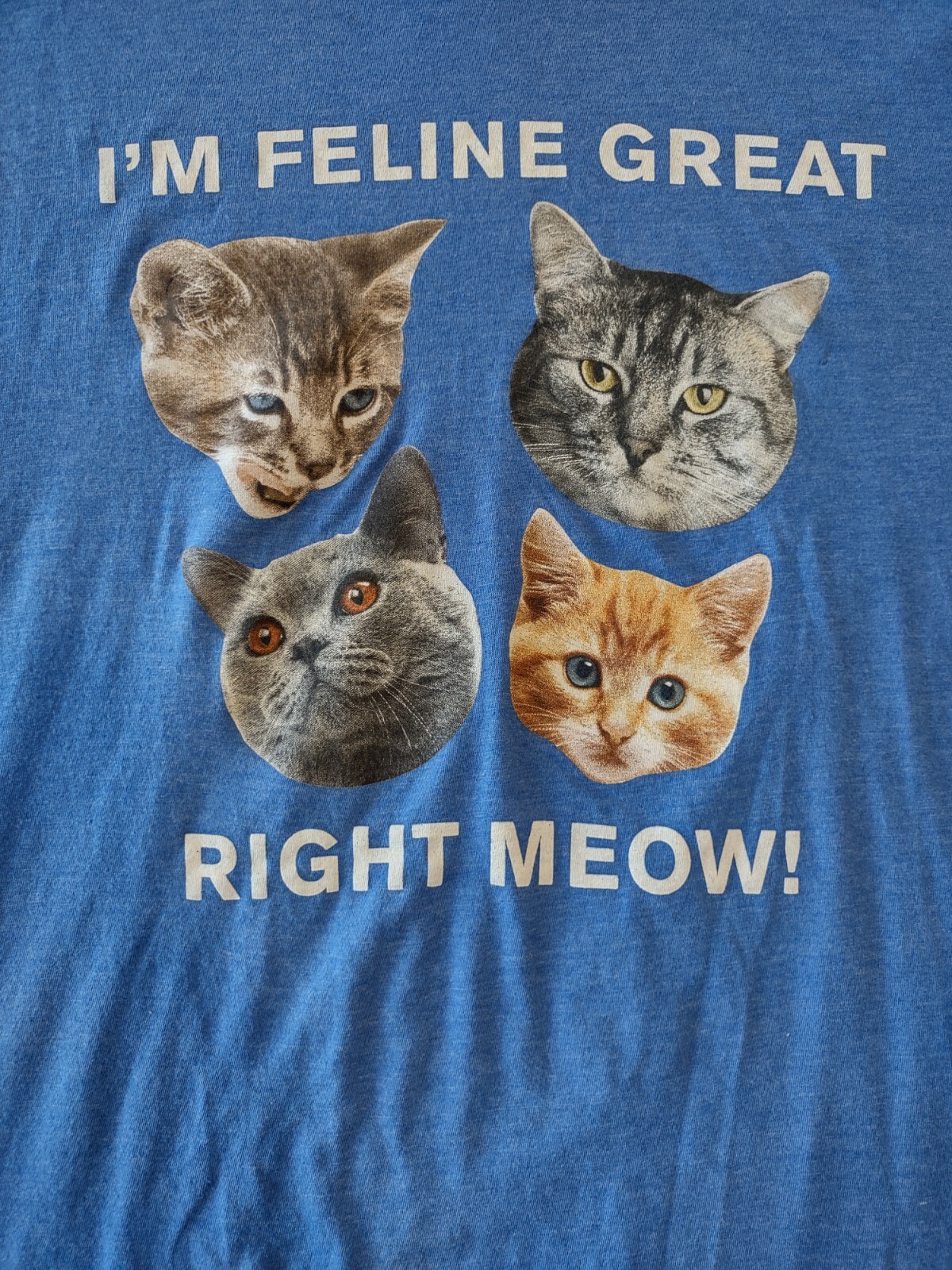 Right Meow Cat