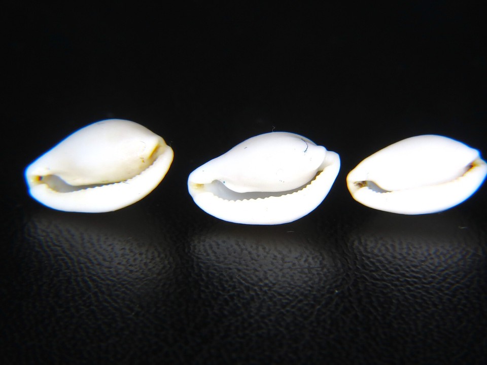 CALPURNUS LACTEUS: GROWTH SERIES SET#2 @ 13+13 +12MM-GREAT TRIO SERIES ...