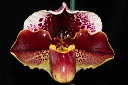 Paphiopedilum (Marble Christmas x Hagrid) #2, in flower | eBay