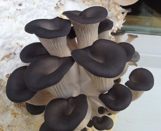 Pleurotus ostreatus Oyster black Chines Mushroom / Mycelium Spores ...
