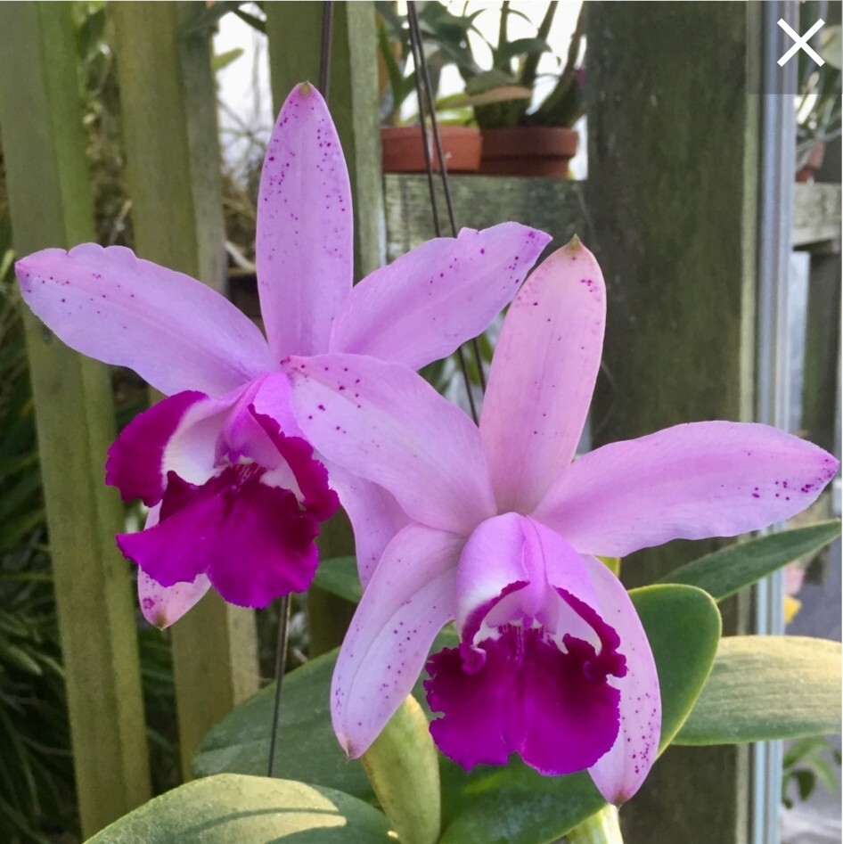 Cattleya intermedia var Orlata x sib. Near bloom size cattleya orchid ...