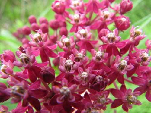 75 Seeds RED SWAMP MILKWEED Asclepias Incarnata Flower | eBay