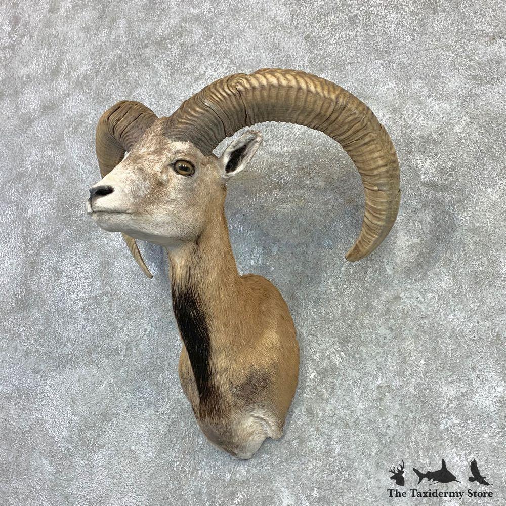 #23120 P | Mouflon Ram Taxidermy Shoulder Mount For Sale | eBay