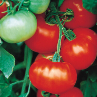 TOMATO Canabe Super Bush determinate 50 seeds heirloom garden vegetable ...