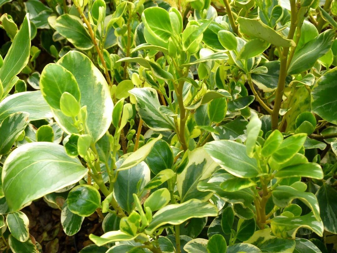 Broadleaf Evergreen Shrubs