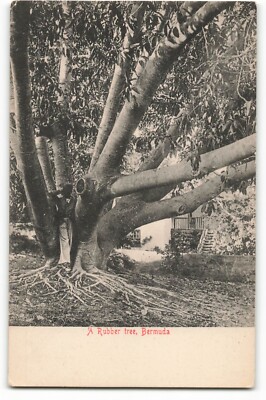 Postcard A rubber tree, Bermuda - A.E. Bourne VTG ME3. | eBay