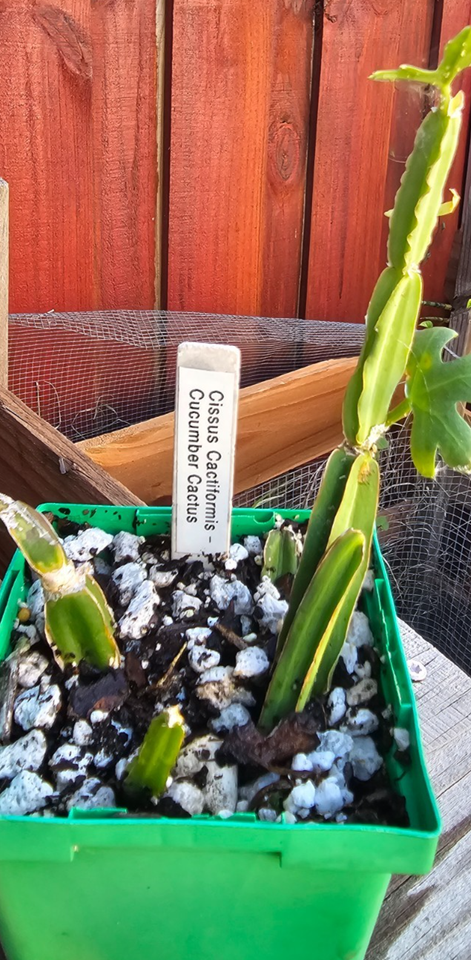 VEDLT GRAPE 'CUCUMBER CACTUS' CISSUS QUADRANGULARIS | eBay